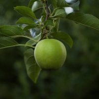 Our Products | Tree Top